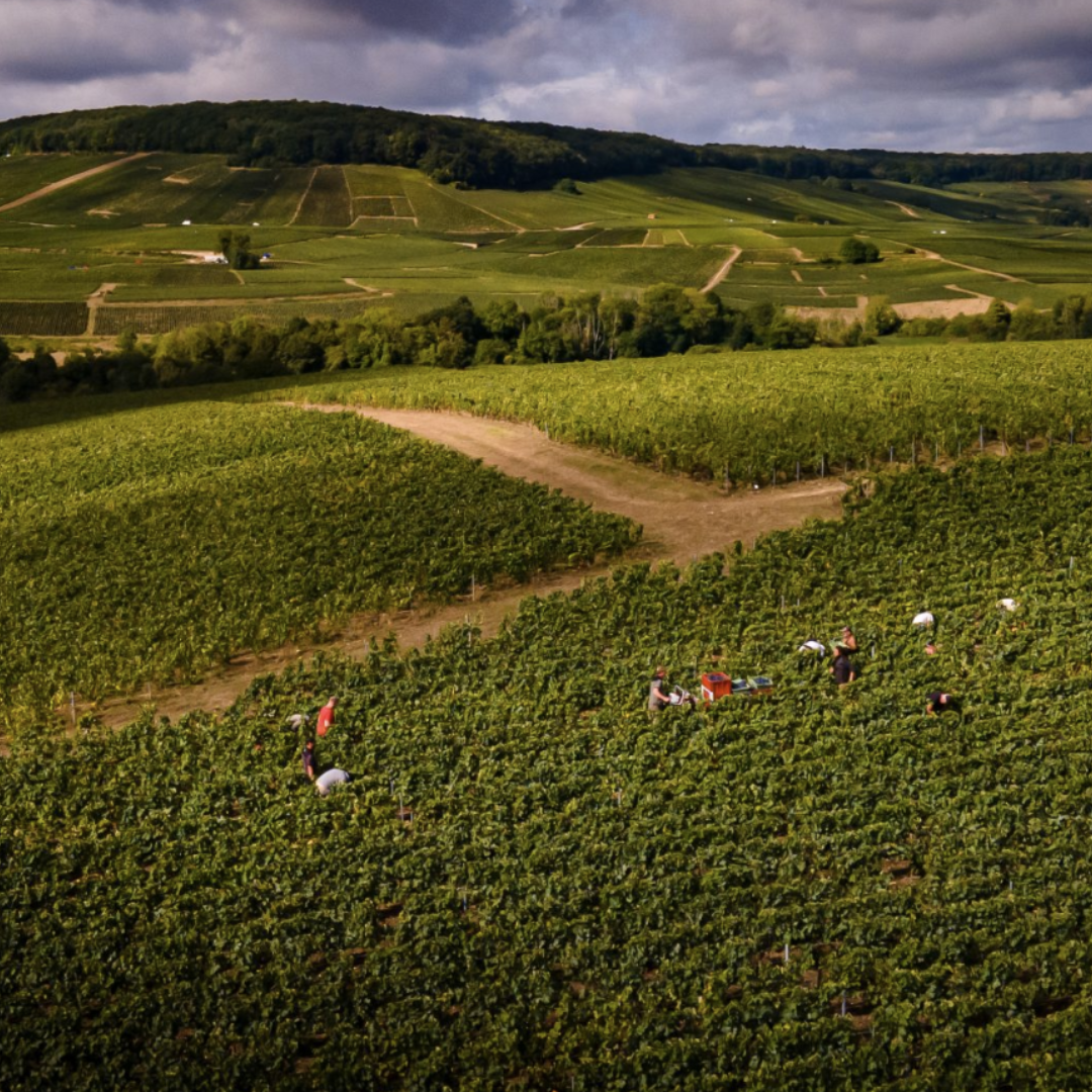 Last Bubbles | The First & Only 100% Sparkling Daily Wine Deal