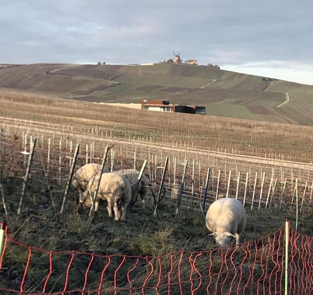 Champagne Pehu-Simonet Blanc de Blancs Fins Lieux N°7 Villers-Marmery ...