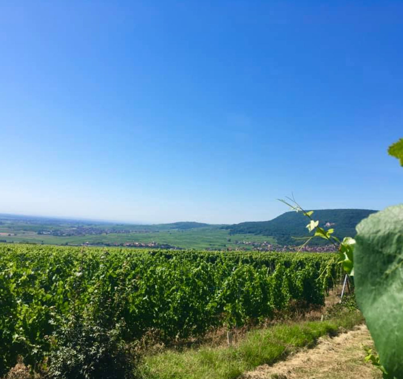 Last Bubbles | The First & Only 100% Sparkling Daily Wine Deal