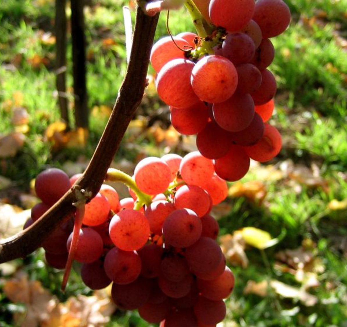 Last Bubbles | The First & Only 100% Sparkling Daily Wine Deal