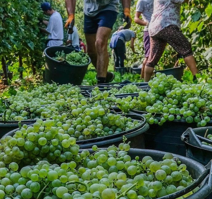 Last Bubbles | The First & Only 100% Sparkling Daily Wine Deal