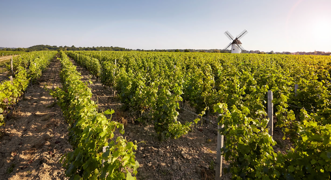 Last Bubbles | The First & Only 100% Sparkling Daily Wine Deal